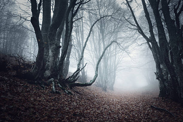 Spooky Trees Pictures | Download Free Images on Unsplash