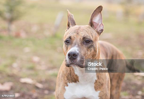 Brindle 스태퍼드셔 세로는 개에 대한 스톡 사진 및 기타 이미지 개 스태퍼드셔 잉글랜드 가축 Istock
