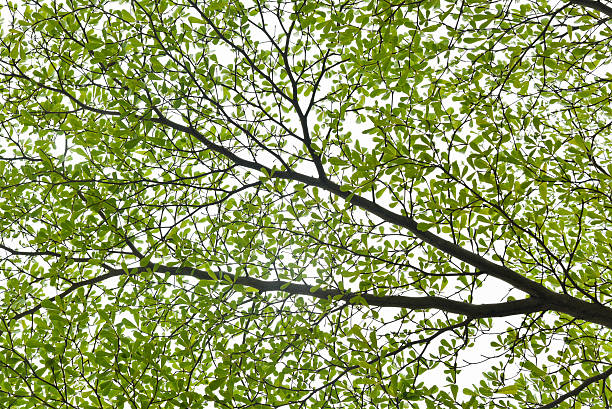 Free picture: leaf, branch, texture