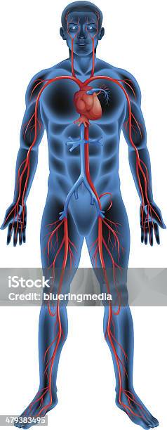 Human Circulatory System向量圖形及更多人圖片 人 人體 人體構造 Istock