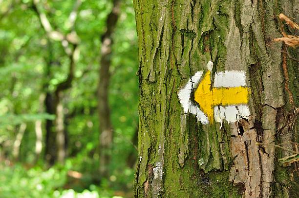 Marked tree in forest – free photo on Barnimages