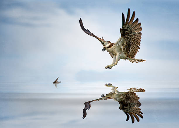 Free picture: pandion haliaetus, osprey, bird, flight
