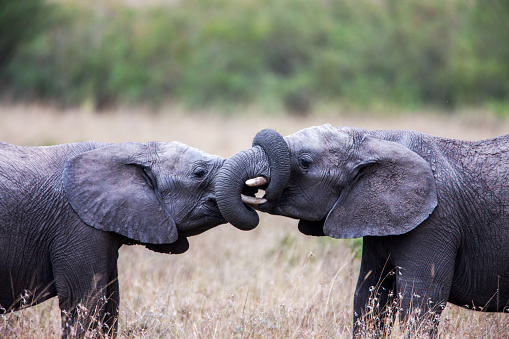Dua Gajah Afrika Saling Menyapa Dengan Batang Dan Mulut Foto Stok ... Dua Gajah Afrika Saling Menyapa Dengan Batang Dan Mulut Foto Stok ...