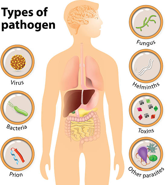 10+ Prion Disease Illustrations, Royalty-Free Vector Graphics & Clip ... 10+ Prion Disease Illustrations, Royalty-Free Vector Graphics & Clip ...