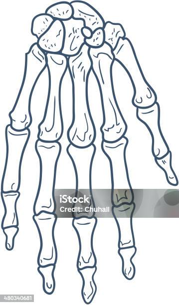 Bones Of Hand Skeleton Part Isolated On White向量圖形及更多人圖片 人 急救員 插圖