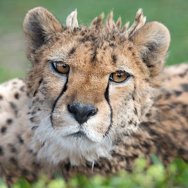 Gepard Pictures | Download Free Images on Unsplash