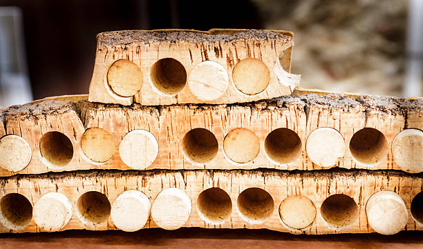 Cork Tree Pictures | Download Free Images on Unsplash