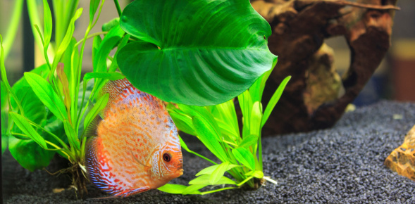 Symphysodon 원반던지기 있는 탱크 아쿠아틱 비종교 감금 상태에 대한 스톡 사진 및 기타 이미지 감금 상태 검은색