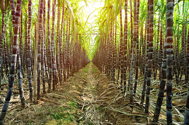 500+ Sugar Cane Pictures [HD] | Download Free Images on Unsplash