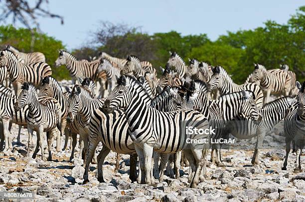 Ikan Haring Zebra Foto Stok Unduh Gambar Sekarang Zebra Kawanan