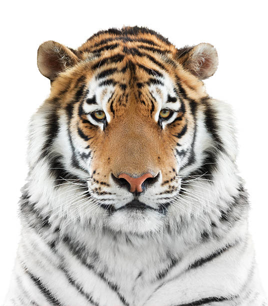 5 600+ Tiger Face Photos, taleaux et images libre de droits - iStock 5 600+ Tiger Face Photos, taleaux et images libre de droits - iStock