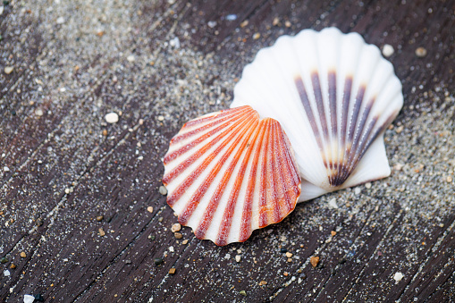 Sea Shells 프레임을 빈티지 허름한 Wood 2015년에 대한 스톡 사진 및 기타 이미지 2015년 고풍스런