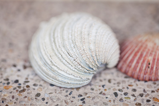 Sea Shells 프레임을 빈티지 허름한 Wood 2015년에 대한 스톡 사진 및 기타 이미지 2015년 껍데기 사진