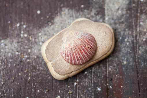 Sea Shells 프레임을 빈티지 허름한 Wood 2015년에 대한 스톡 사진 및 기타 이미지 2015년 고풍스런