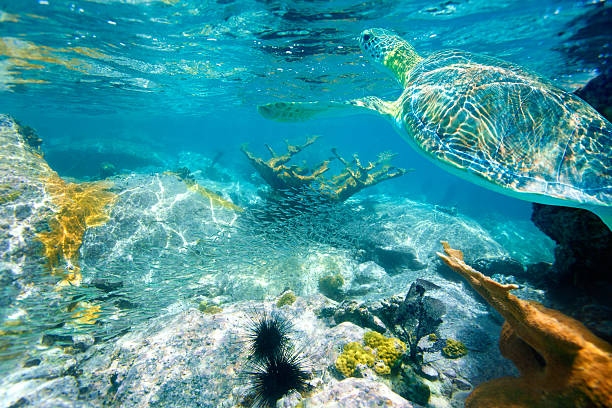 Free picture: sea turtle, swimming, loggerhead