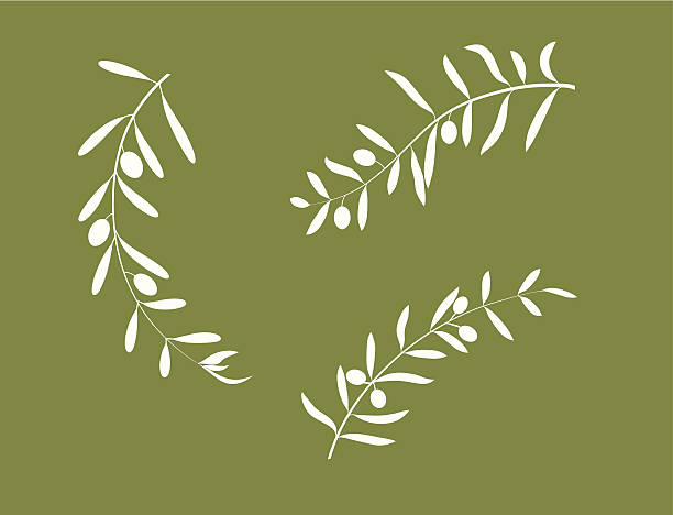 Olive Tree Branch Vector