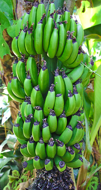 Banano Pictures | Download Free Images on Unsplash