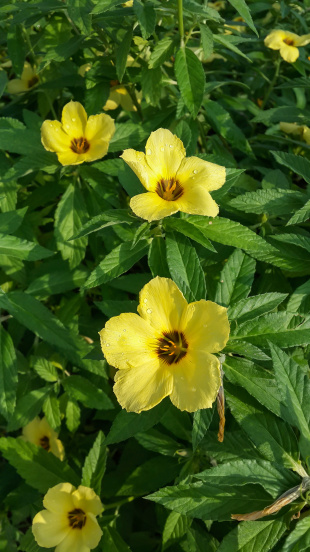 Turnera Subulata 국화과의 정원 0명에 대한 스톡 사진 및 기타 이미지 0명 계절 꽃 식물 Istock