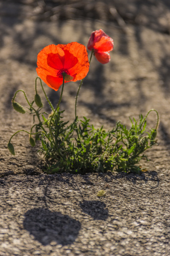 연두빛 Poppies 따라 포장된 Road로 Apulia Italy 0명에 대한 스톡 사진 및 기타 이미지 0명 결심