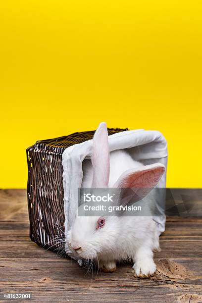 Kelinci Dalam Keranjang Sumbu Foto Stok - Unduh Gambar Sekarang ... Kelinci Dalam Keranjang Sumbu Foto Stok - Unduh Gambar Sekarang ...