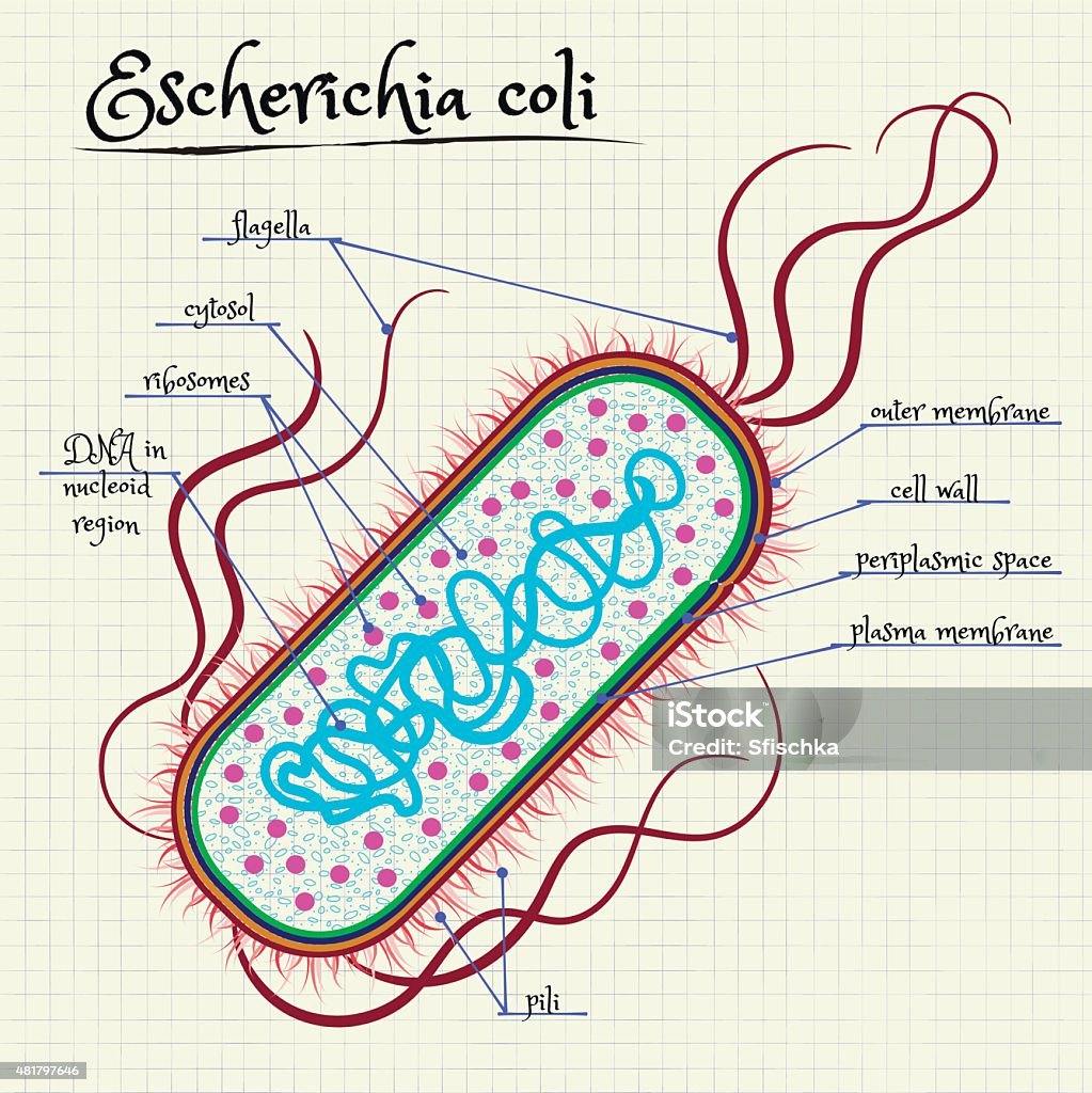 The Structure Of Escherichia Coli Stock Illustration - Download Image ... The Structure Of Escherichia Coli Stock Illustration - Download Image ...