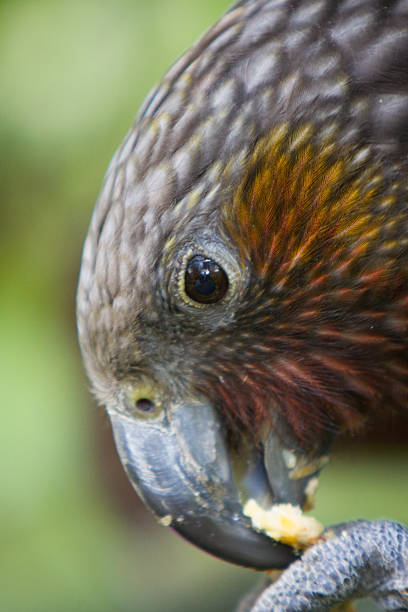 Kaka Pictures | Download Free Images on Unsplash