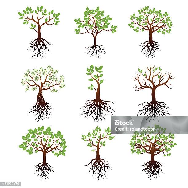 Ensemble Darbres Le Green Leafs Et Roots Vecteurs Libres De Droits Et