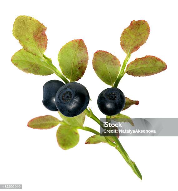 Sprig 신선한 개척시대의 임산 블루베리 격리됨에 흰색 배경의 0명에 대한 스톡 사진 및 기타 이미지 0명 2015년