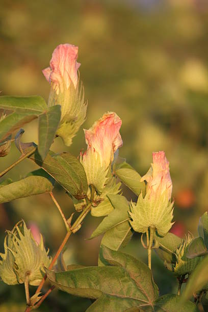 Cotton Flower Pictures | Download Free Images on Unsplash