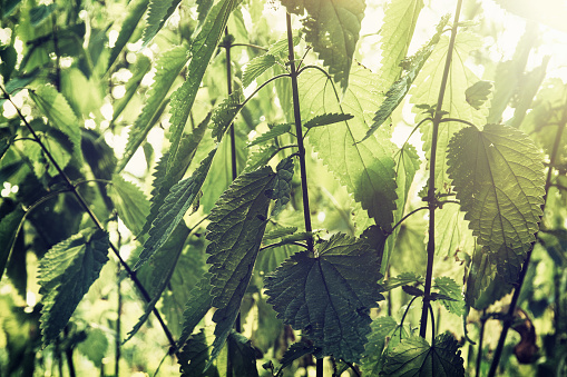 Urtica Dioica 클릭률 공통접지 Nettle 또는 쐐기풀 쐐기풀에 대한 스톡 사진 및 기타 이미지 쐐기풀 0명