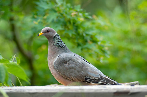 Free picture: male, band, tailed, pigeon
