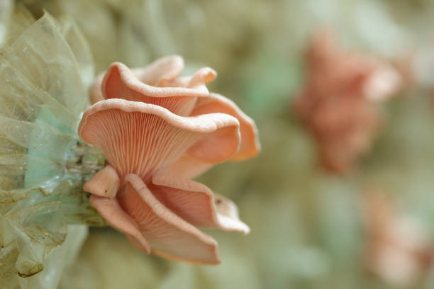 400 Pink Oyster Mushroom Fotografías De Stock Fotos E Imágenes Libres