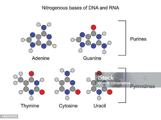 Purine And Pyrimidine Nitrogenous Bases Structural Chemical Formulas ... Purine And Pyrimidine Nitrogenous Bases Structural Chemical Formulas ...