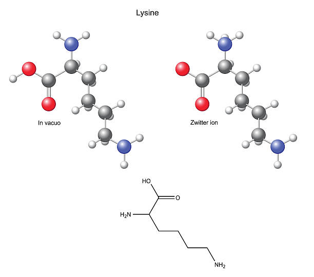 Lysine Structural Formula