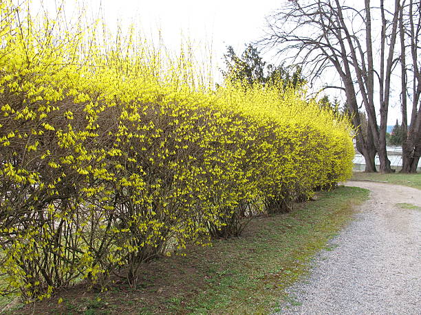 Forsythia Golden Lilac Blossoms - Free photo on Pixabay