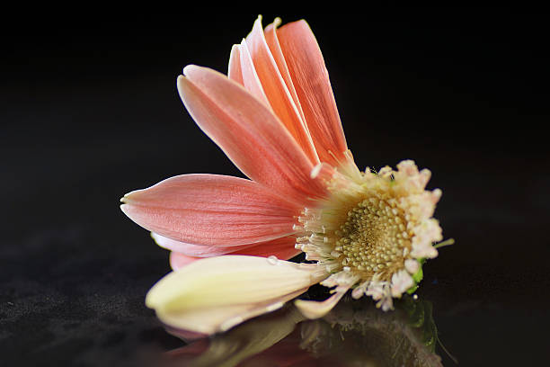 Broken Flower Pictures | Download Free Images on Unsplash