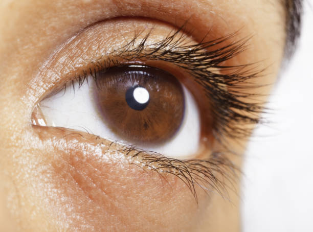 Best 500+ Brown Eye Pictures | Download Free Images on Unsplash