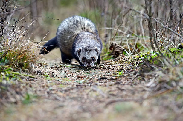 european-polecat Premium Photos, Pictures and Images by Istock