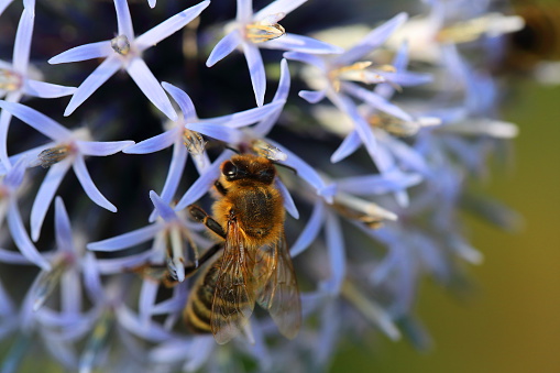 Echinops Ritro베네수엘라식 Globethistle 및 꿀벌 0명에 대한 스톡 사진 및 기타 이미지 0명 2015