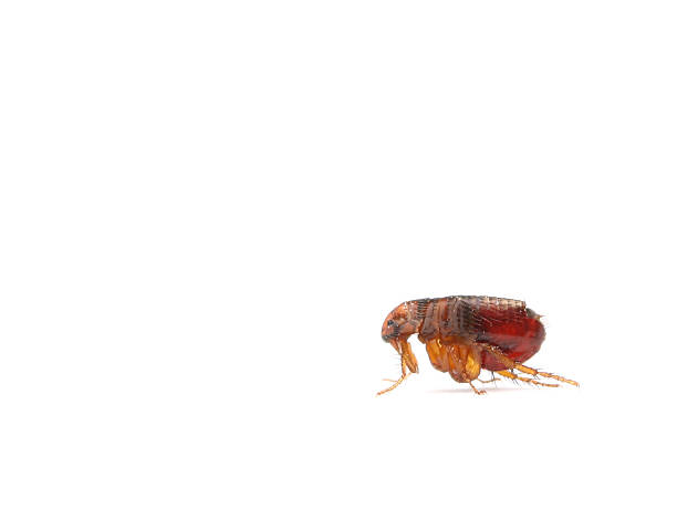 Flea Pictures | Download Free Images on Unsplash