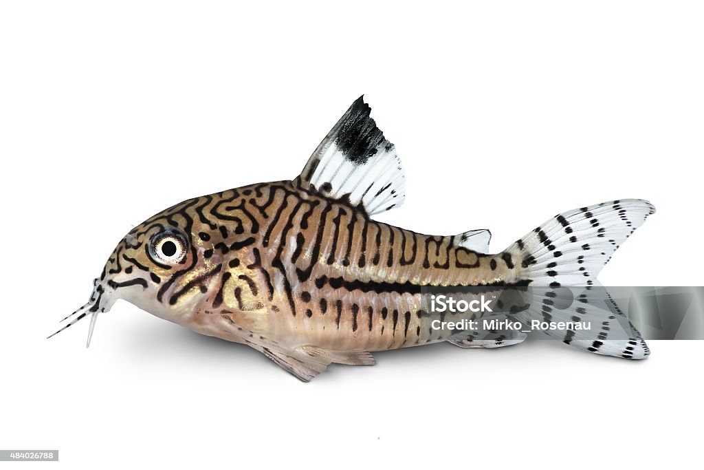 Corydoras Julii Corydoras Julii