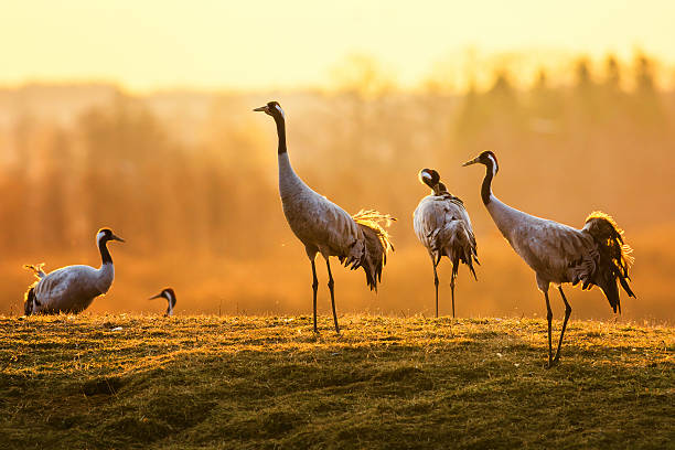 1000+ Crane Bird Pictures | Download Free Images on Unsplash