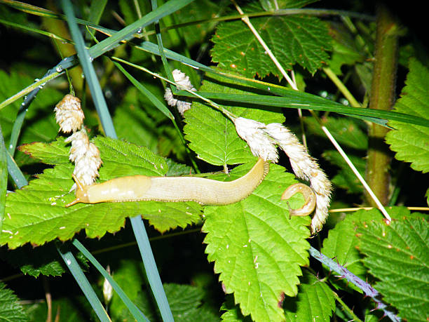 Insect Schnake Wildlife - Free photo on Pixabay