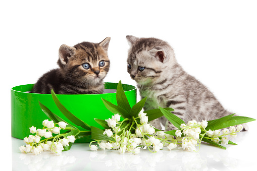 Kittens 녹색 선물함 흰색 바탕에 그림자와 0명에 대한 스톡 사진 및 기타 이미지 0명 5월 고양이 새끼 Istock