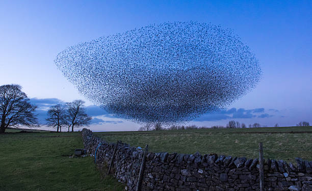 Murmuration Pictures | Download Free Images on Unsplash