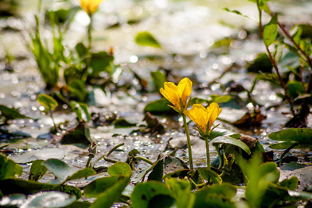 Free picture: Greenish yellow aquatic plant on swamp water surface in ...