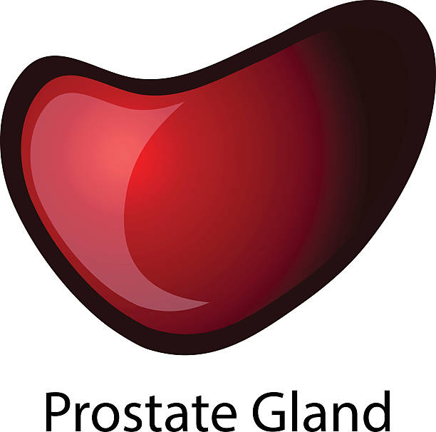 190 Enlarged Prostate Stock Illustrations Royalty Free Vector Graphics And Clip Art Istock