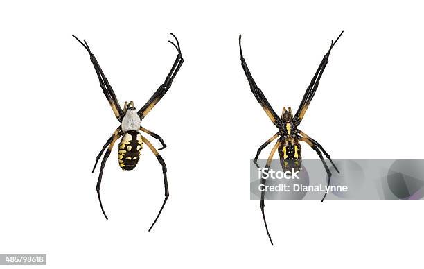 Female Orb 족두리 상단 및 하단 전망 2015년에 대한 스톡 사진 및 기타 이미지 2015년 거미 거미류