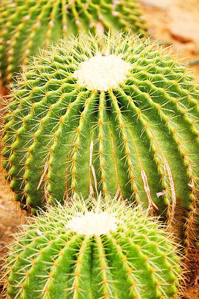 Catus Pictures | Download Free Images on Unsplash