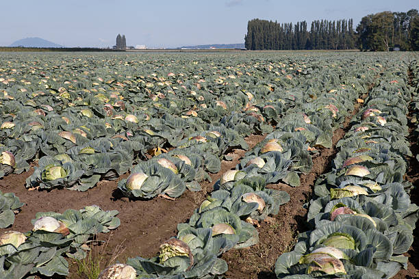 440+ Rotten Cabbage Stock Photos, Pictures & Royalty-Free Images - iStock 440+ Rotten Cabbage Stock Photos, Pictures & Royalty-Free Images - iStock